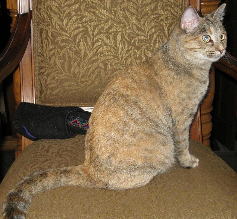 2008 Abby 1